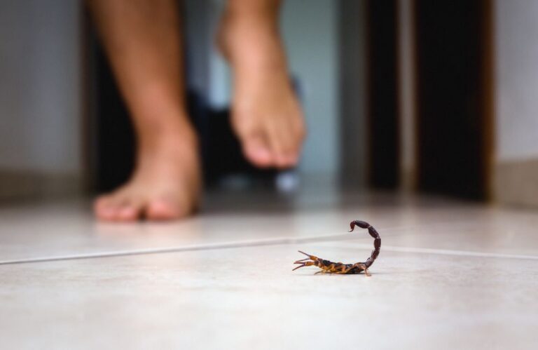 6 Essential Steps to Take After a Scorpion Sting - Advice from a ...