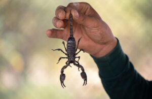 6 Essential Steps to Take After a Scorpion Sting - Advice from a ...