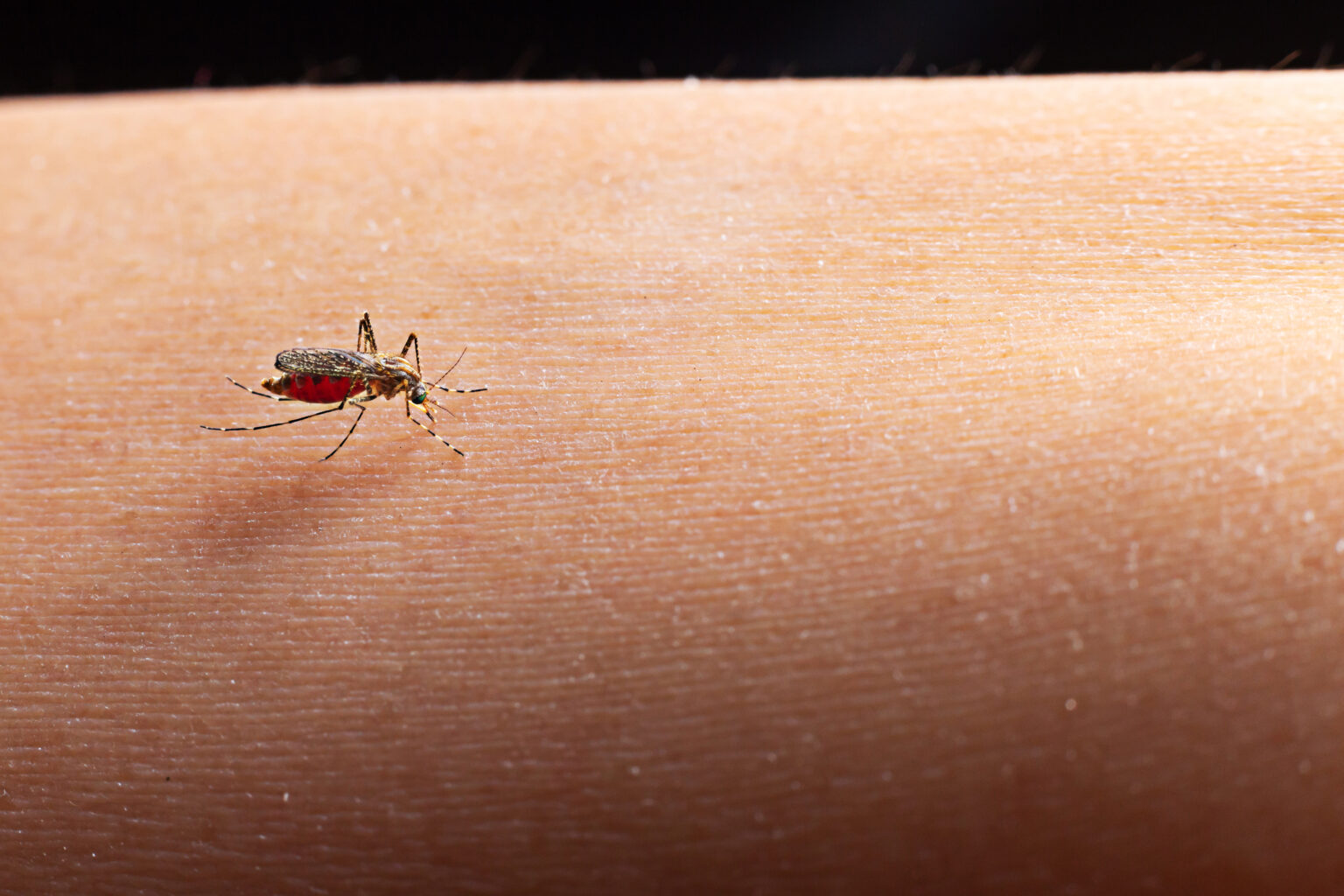 10 Insect Bites and Stings That Require Urgent Care Attention