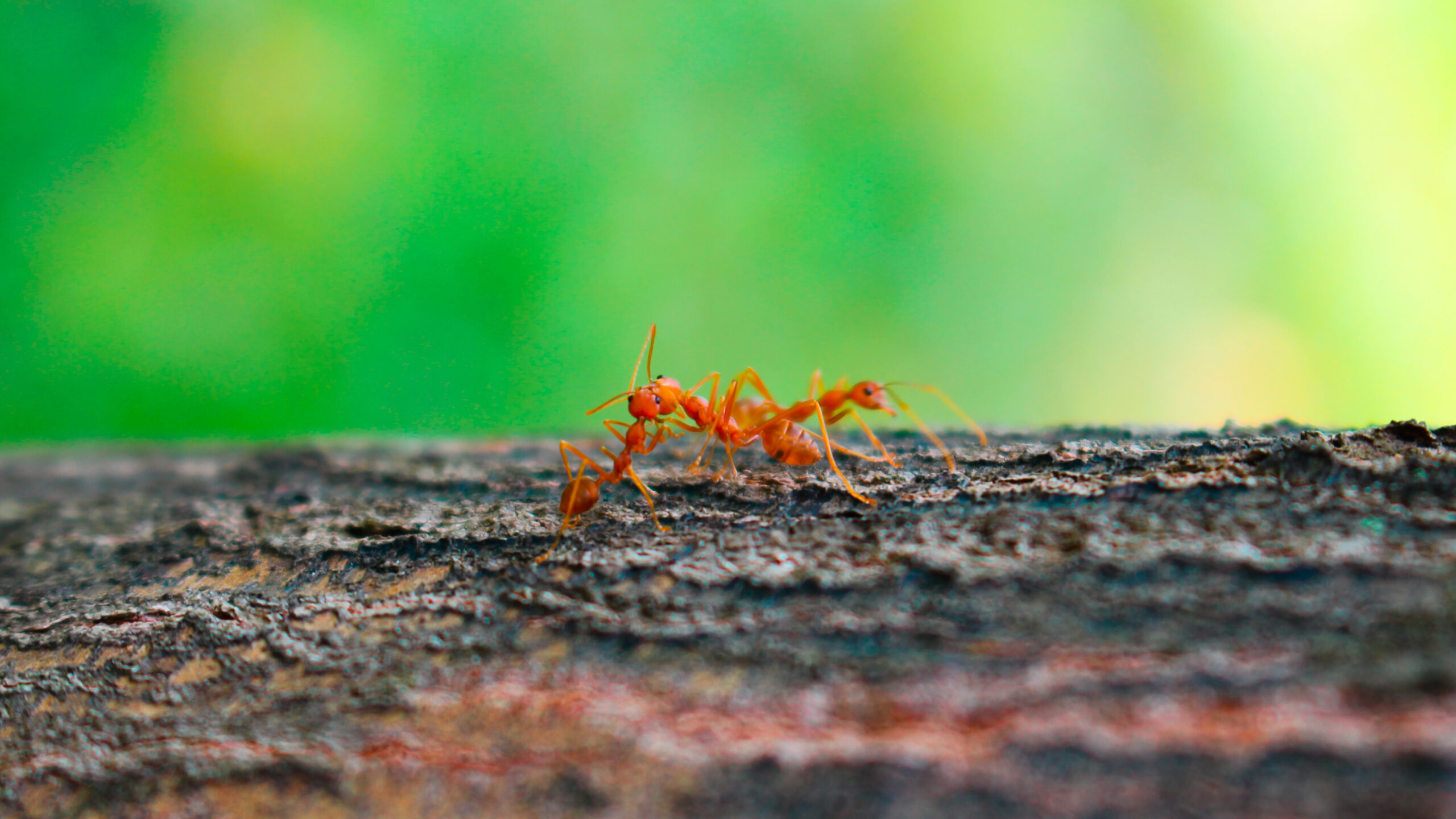 red ants are kissing on a tree, love triangle - Docs Medical Group